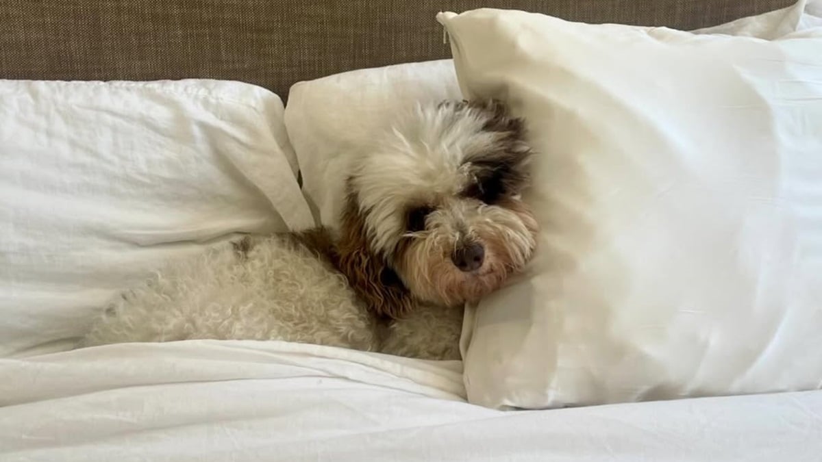 Jimmy Kimmel's Dog Todd: Breed, Age, and More - DogTime