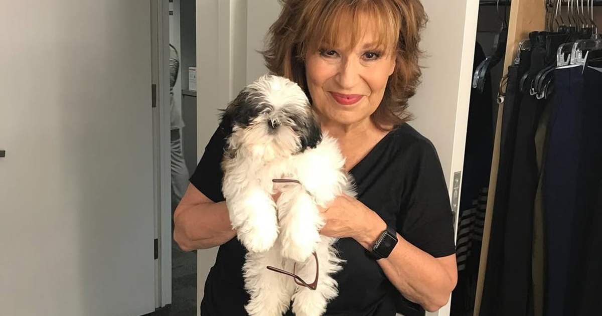 Joy Behar's Dog Bernie: Breed, Age, and More - DogTime