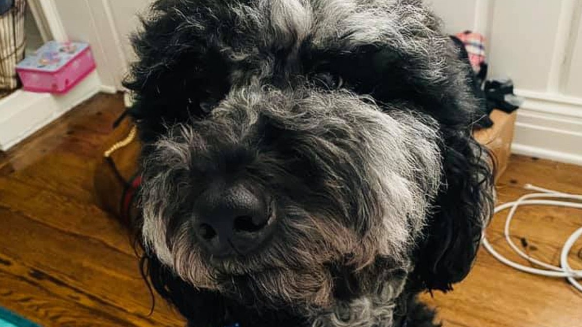 Kelly Clarkson's Dog Henry: Breed, Age, and More - DogTime