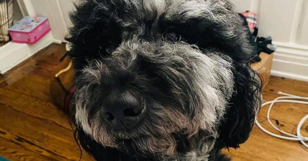 Kelly Clarkson's Dog Henry: Breed, Age, and More - DogTime