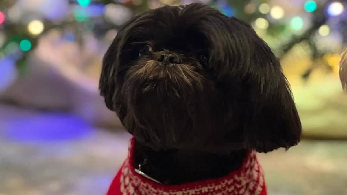 Kelly Ripa & Mark Consuelos's Dog Lena: Breed, Age, and More - DogTime