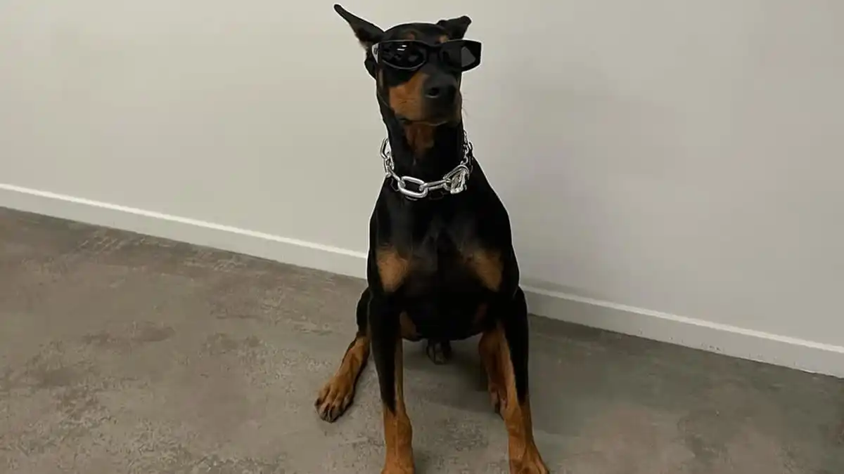 Kendall Jenner's Dog Pyro: Breed, Age, and More - DogTime
