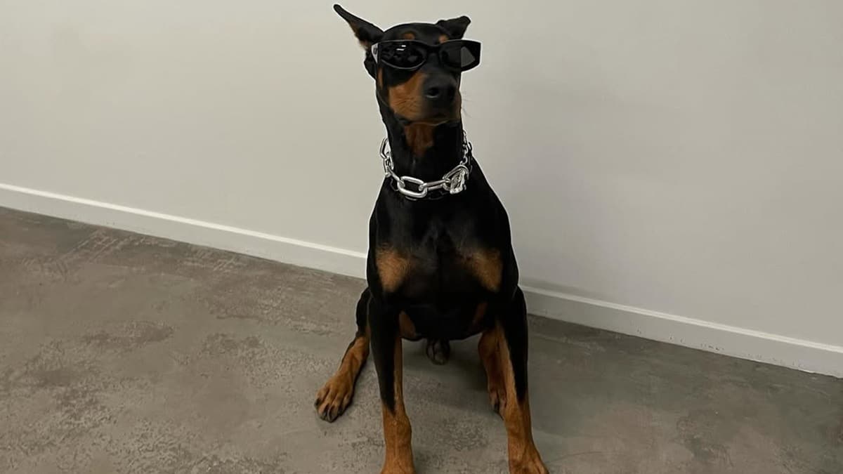 Pros and Cons of an American Bully