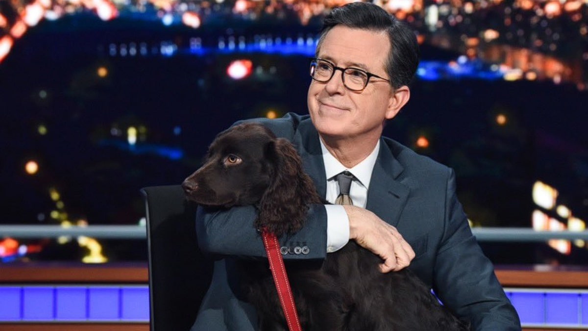 Stephen Colbert's Dog Benny: Breed, Age, and More - DogTime
