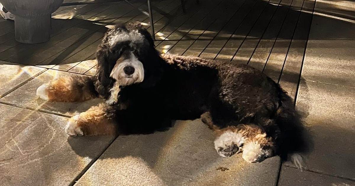 Tamron Hall's Dog Exodus: Breed, Age, and More - DogTime