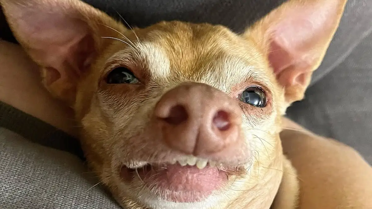 Tuna The Dog: Age, Birthday, Breed & More - DogTime