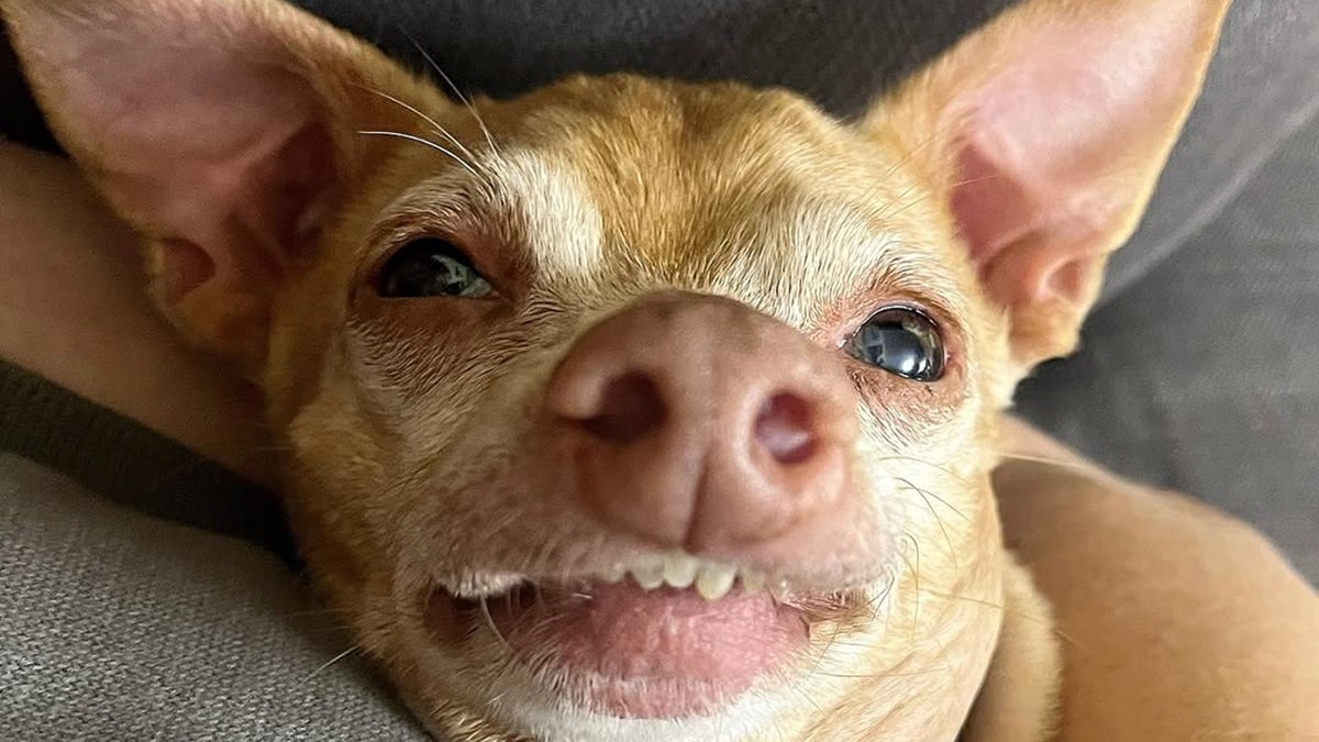 Tuna The Dog: Age, Birthday, Breed & More - DogTime