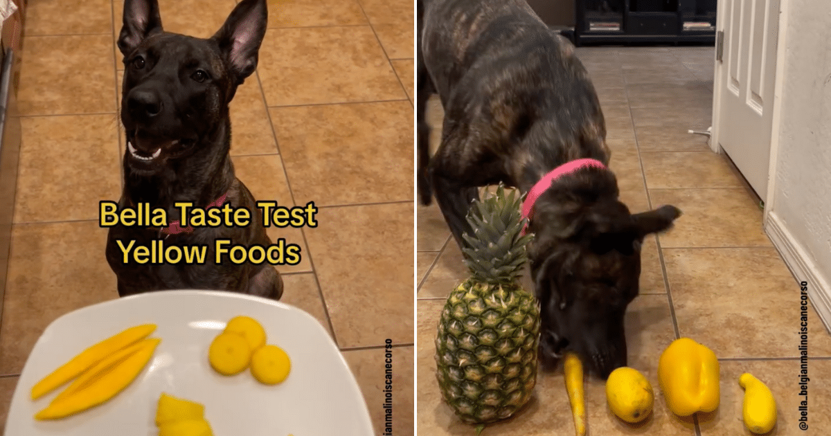 Video: Dog's Taste Test With 'Yellow Foods' Takes a Surprising Turn ...