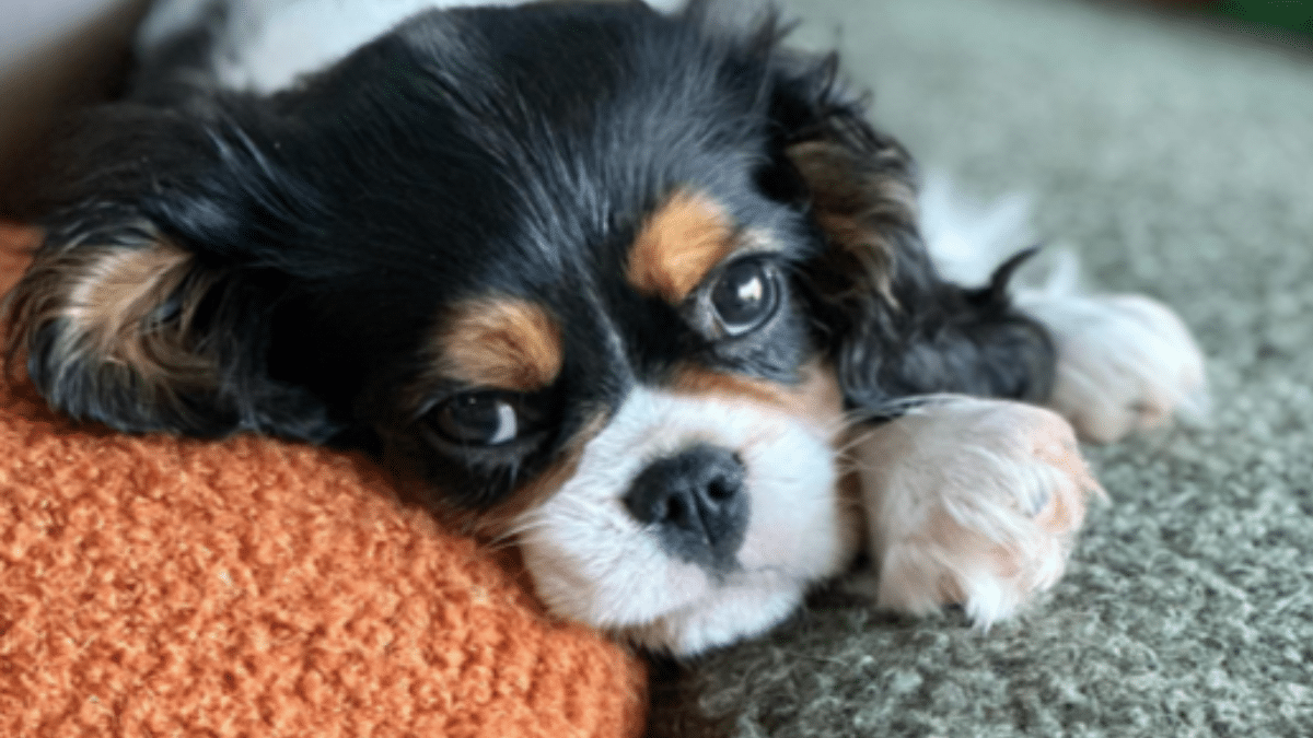 Seth Rogen's Dog Ada: Breed, Age, and More - DogTime