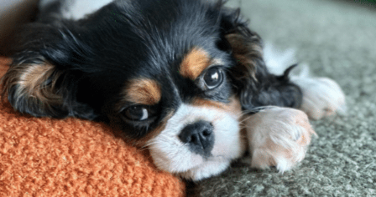 Seth Rogen's Dog Ada: Breed, Age, and More - DogTime