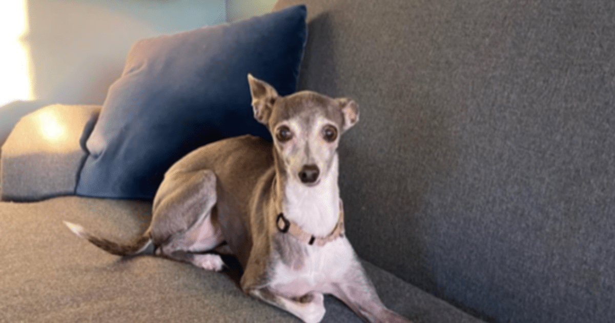 Seth Meyers' Dog Frisbee: Breed, Age, and More - DogTime