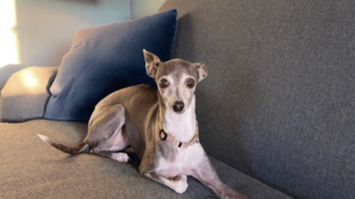 Seth Meyers' Dog Frisbee: Breed, Age, and More - DogTime