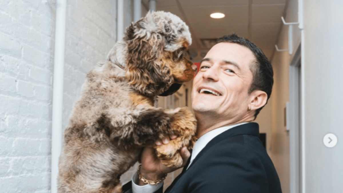 Orlando Bloom's Dog Bloo: Breed, Age, and More - DogTime