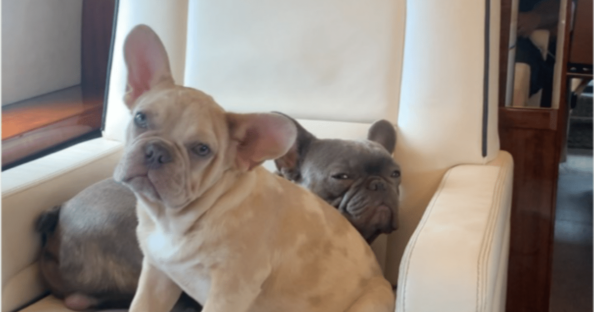 Megan Thee Stallion's Dog Dos: Breed, Age, and More - DogTime