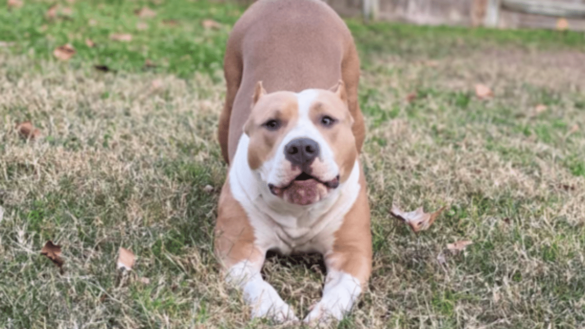 Megan Thee Stallion's Dog 5ive: Breed, Age, and More - DogTime