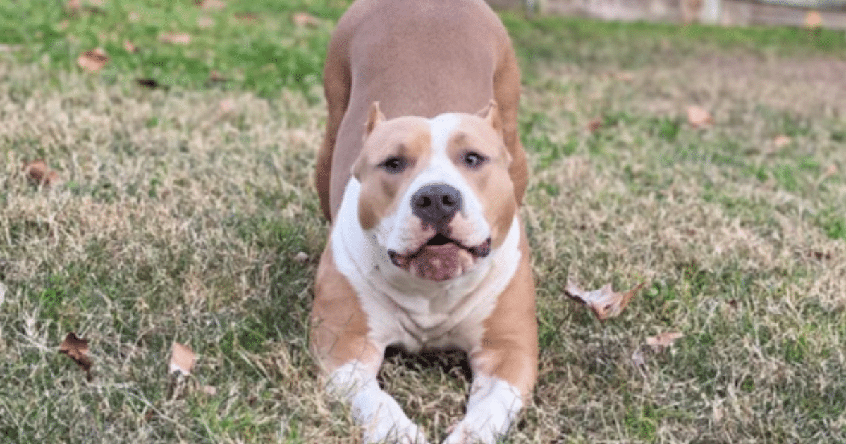 Megan Thee Stallion's Dog 5ive: Breed, Age, and More - DogTime