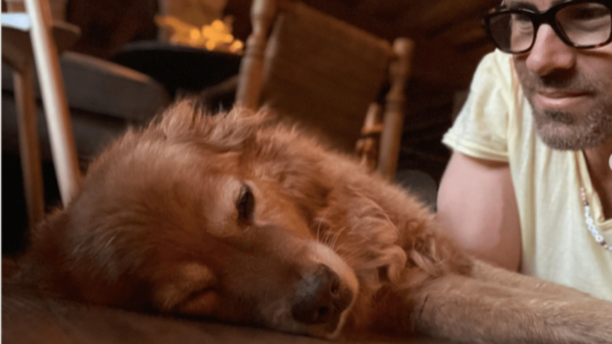 Ryan Reynolds' Dog Baxter: Breed, Age, and More - DogTime