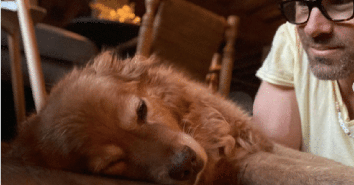 Ryan Reynolds' Dog Baxter: Breed, Age, and More - DogTime