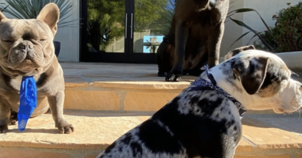 Megan Thee Stallion's Dog Six: Breed, Age, and More - DogTime