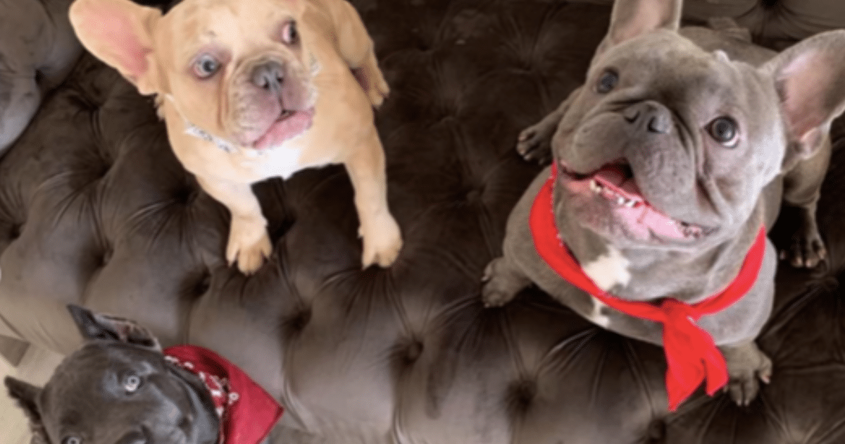 Megan Thee Stallion's Dog Oneita: Breed, Age, and More - DogTime