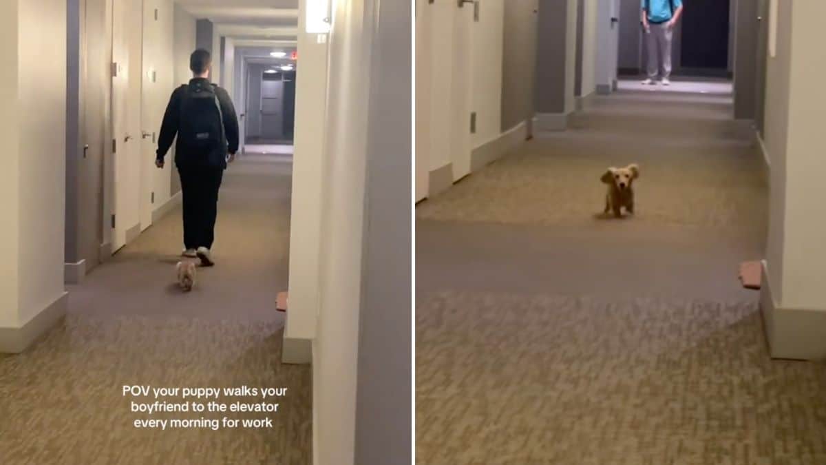 Video of Dog Walking Her Human to the Elevator Goes Viral - DogTime
