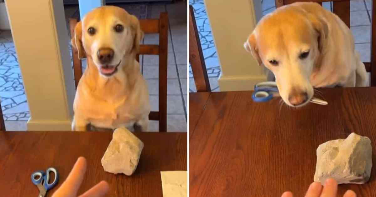 Dog's Surprising Rock, Paper, Scissors Skills Captured in Video - DogTime