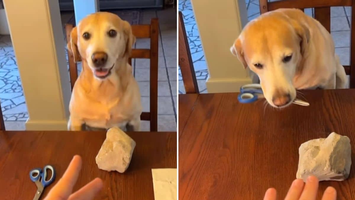 Dog's Surprising Rock, Paper, Scissors Skills Captured in Video - DogTime
