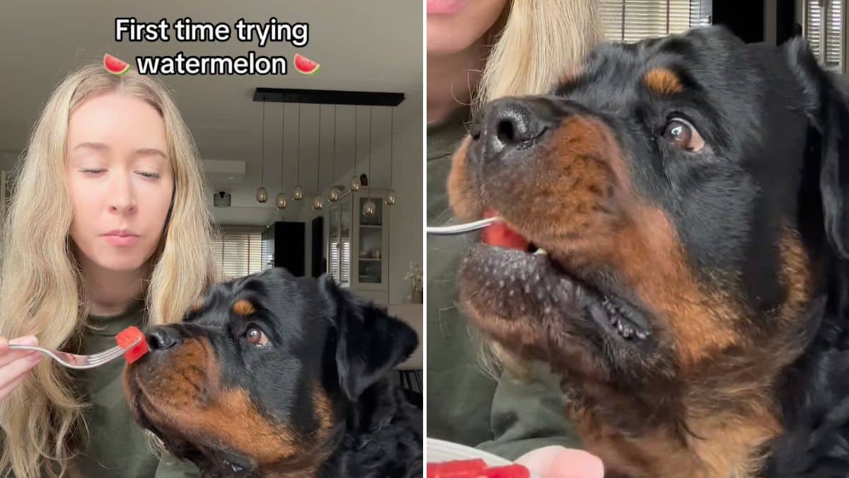 Video of Dog's First Time Trying Watermelon Goes Viral - DogTime