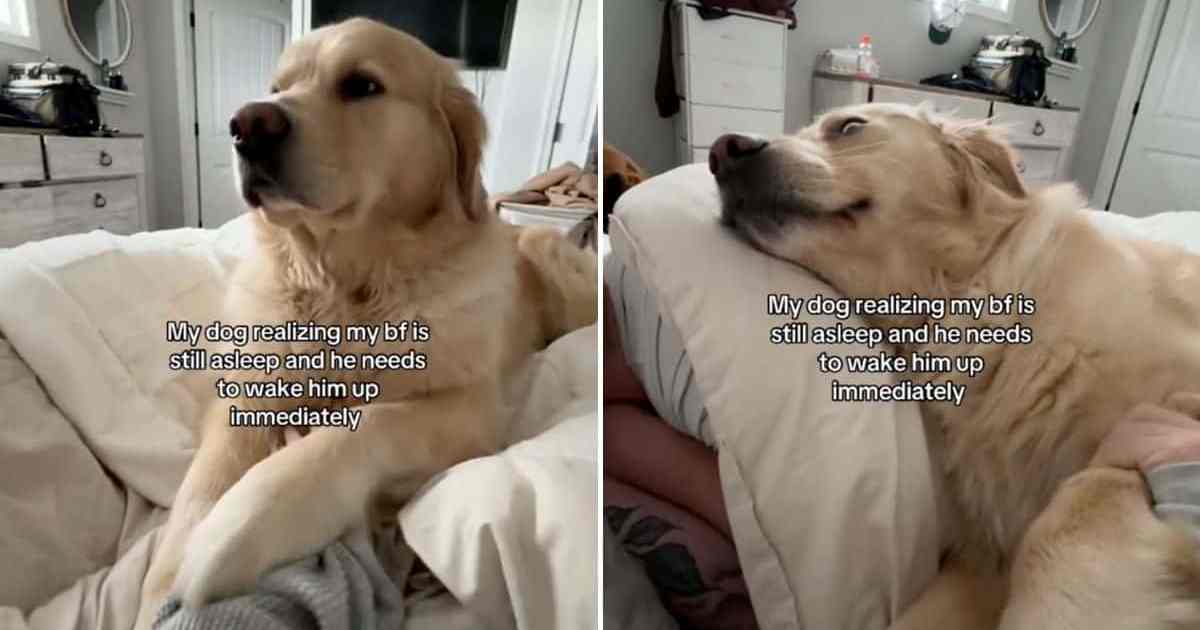 Dog Is Determined To Wake up His Human in Hilarious Video - DogTime