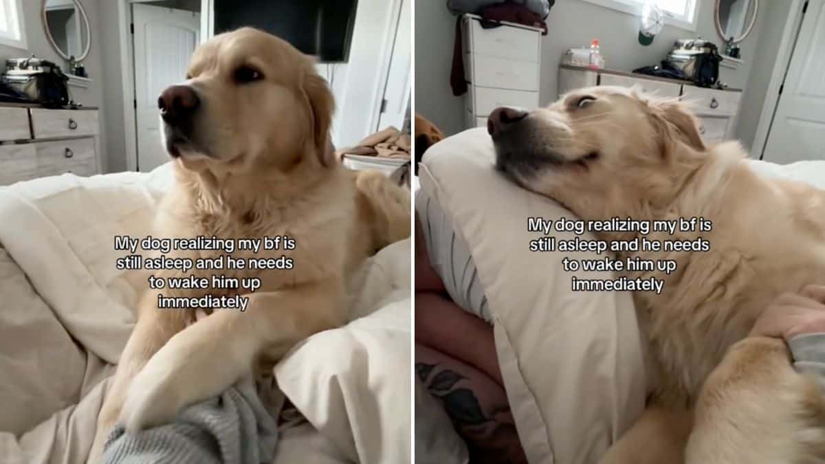 20 Amazing Dog and Puppy Facts - DogTime