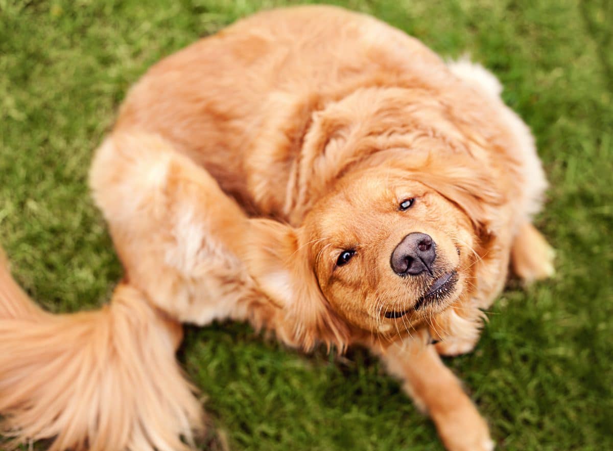 Eczema In Dogs: Symptoms, Causes, & Treatments