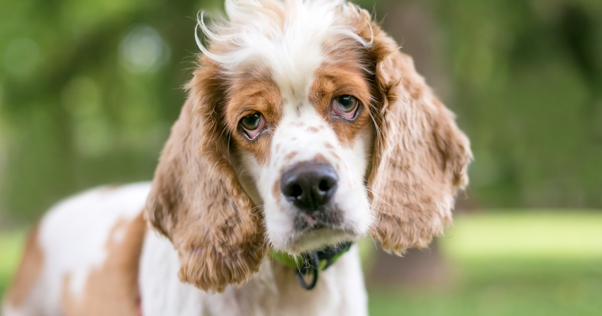 Ectropion (Droopy Eye) In Dogs: Symptoms, Causes, & Treatments - DogTime