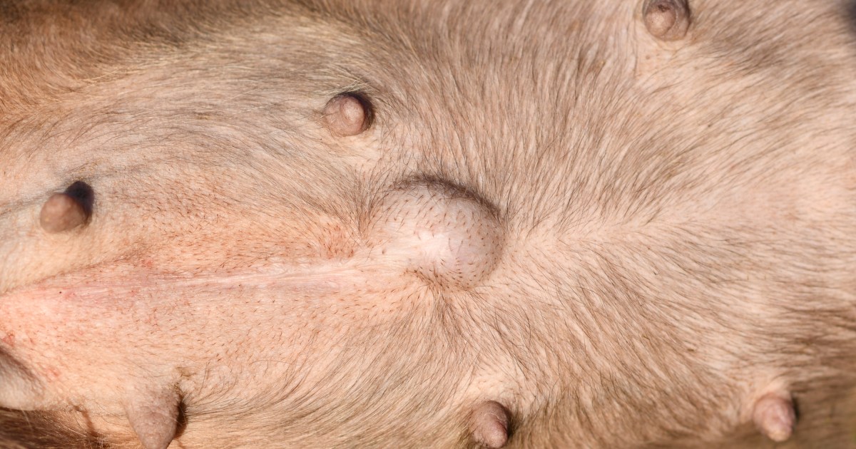 Hernias In Dogs Types Symptoms Treatments Dogtime