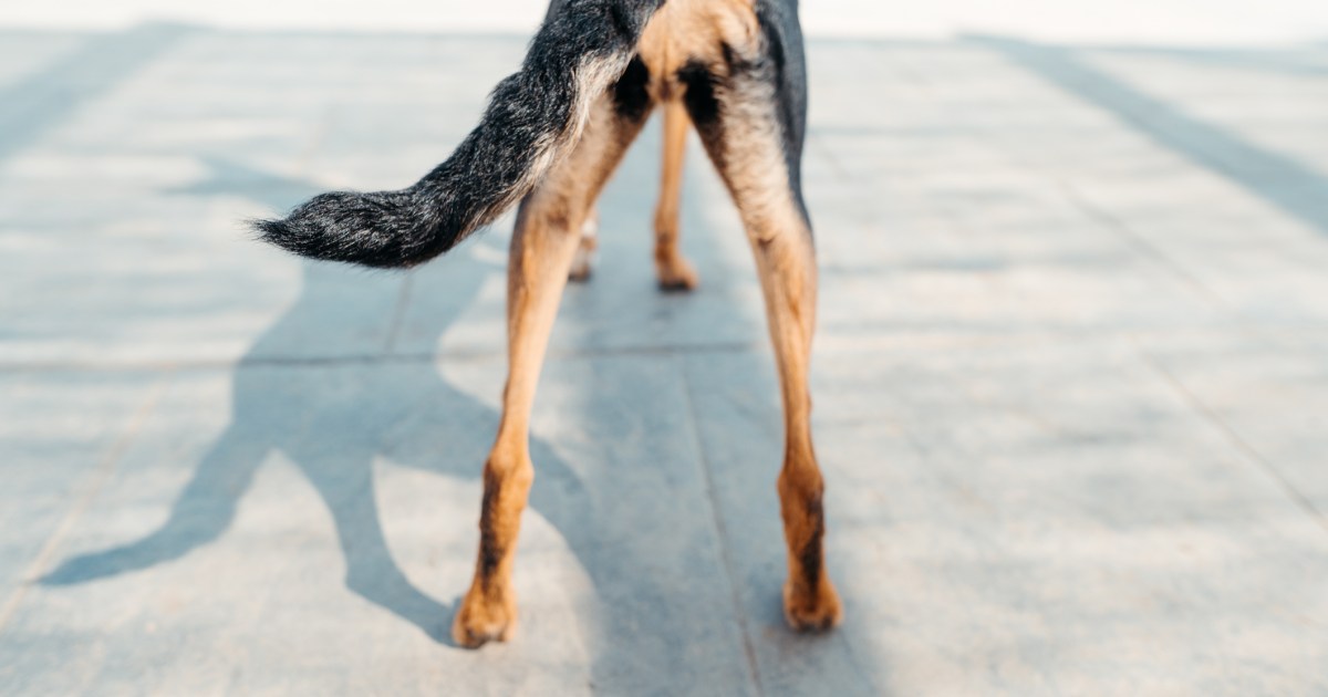 Dead Tail In Dogs: Symptoms, Causes, & Treatments - DogTime