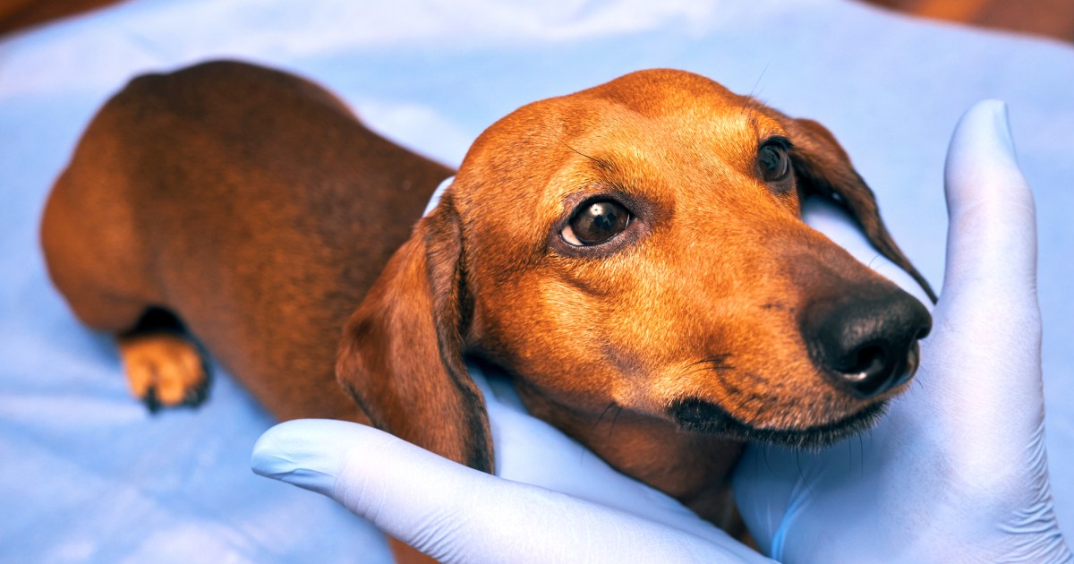 Jaundice (Yellow Skin) In Dogs: Symptoms, Causes, & Treatments