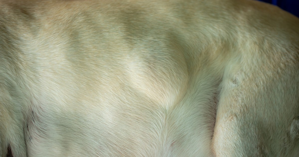 Lipomas (Fatty Lumps And Tumors) In Dogs: Symptoms, Causes ...