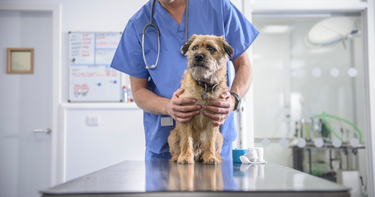 Mycoplasma Infection in Dogs: Symptoms, Causes, & Treatments