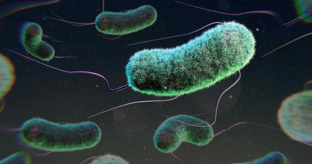 E. Coli Infection In Dogs: Symptoms, Causes, & Treatments - DogTime