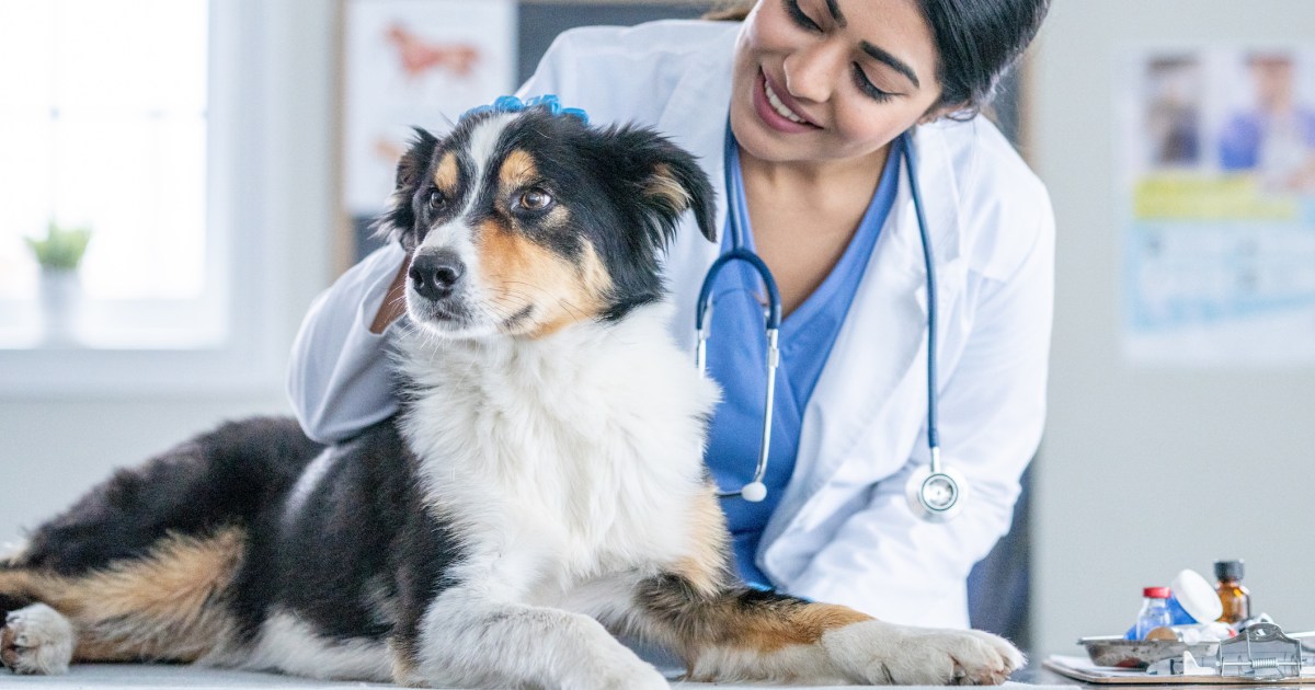 Autoimmune Disease In Dogs: Types, Symptoms, & Treatments - DogTime