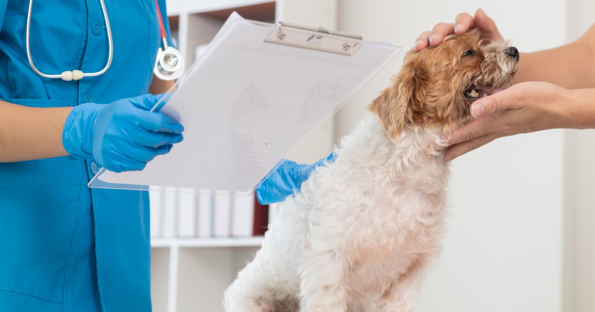 Azotemia (High Blood Nitrogen Levels) In Dogs: Symptoms, Causes ...
