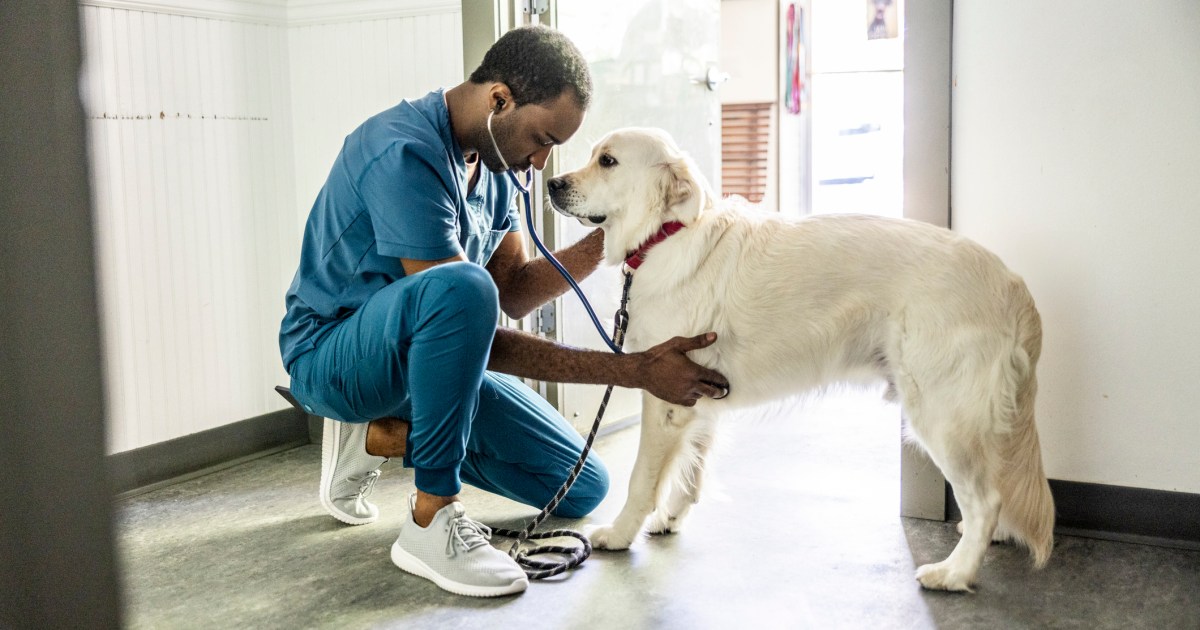 Bronchitis in Dogs: Symptoms, Causes, & Treatments