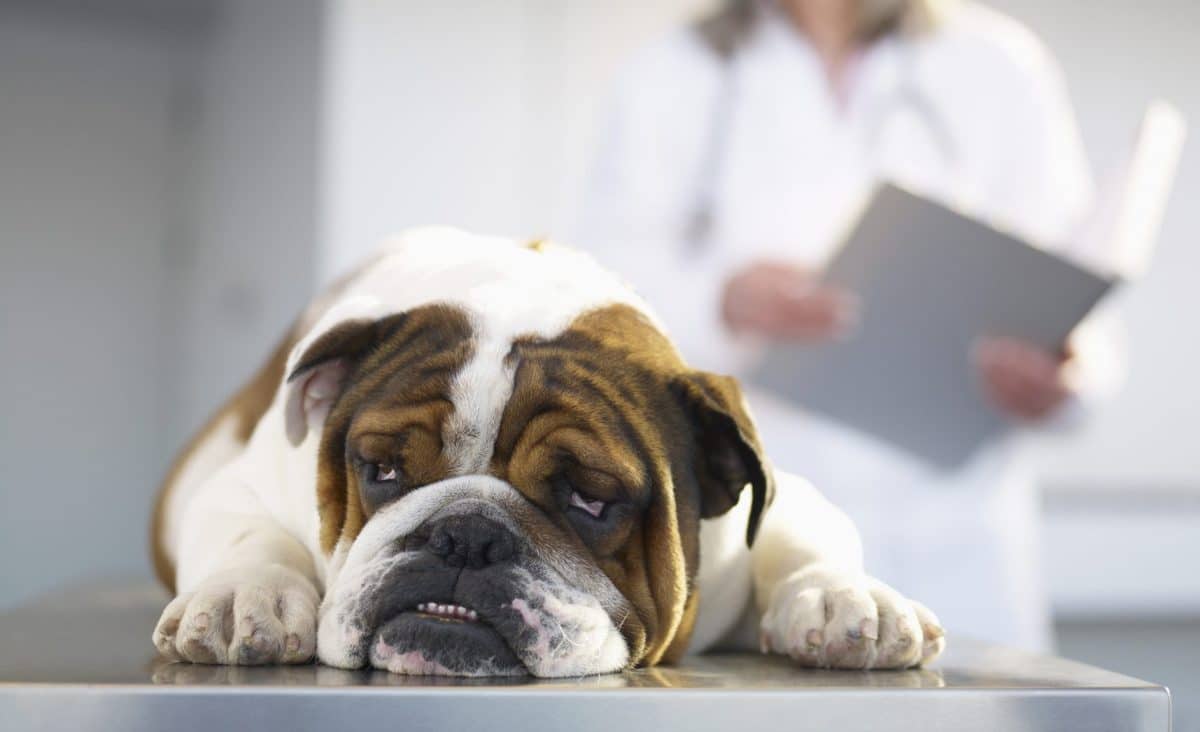 Metoclopramide For Dogs: Uses, Dosage, & Side Effects - DogTime