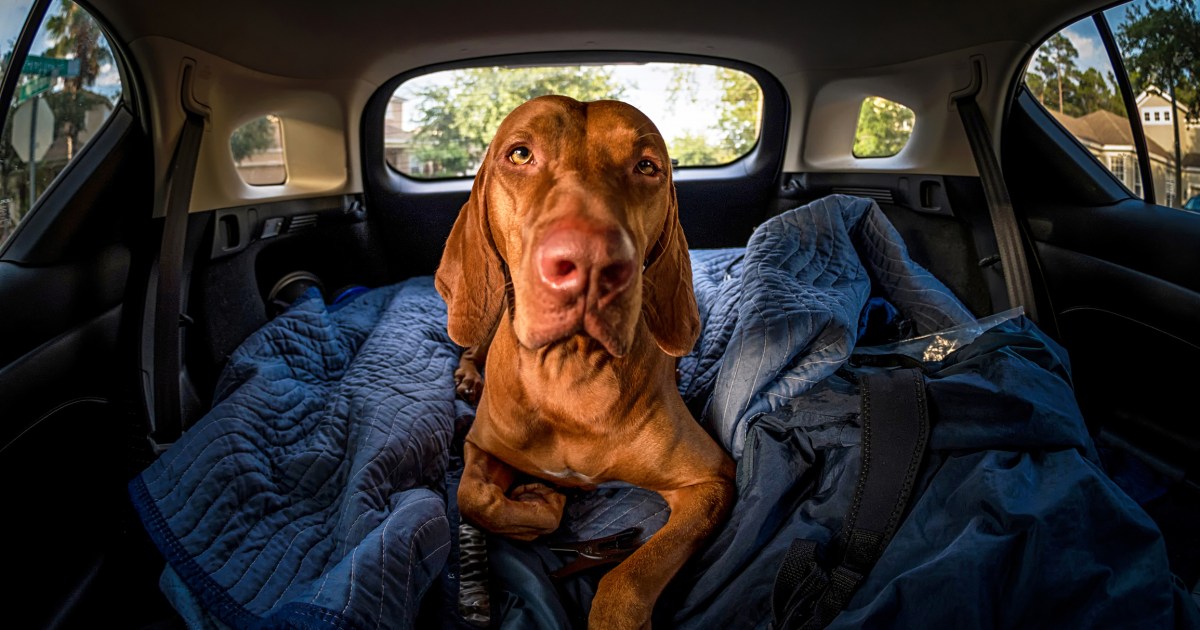 Dramamine (Dimenhydrinate) for Dogs: Uses, Dosage, & Side Effects