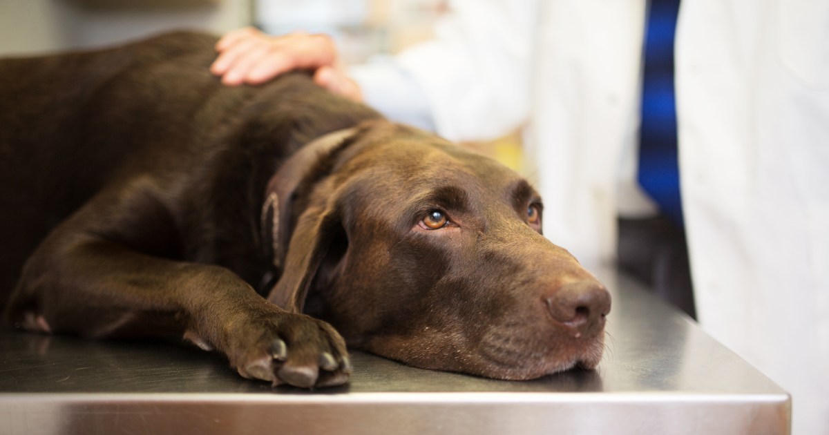 Low Blood Albumin In Dogs: Symptoms, Causes, & Treatments - DogTime