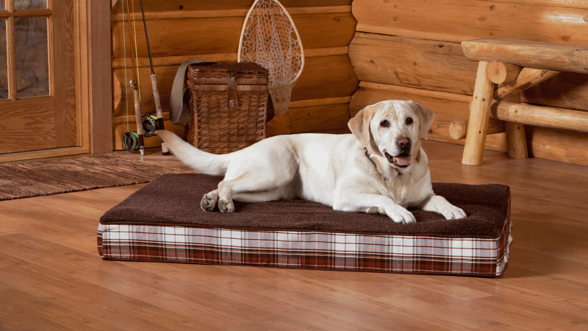 15 Best Large Dog Beds for Our Larger-Than-Life Fur Babies