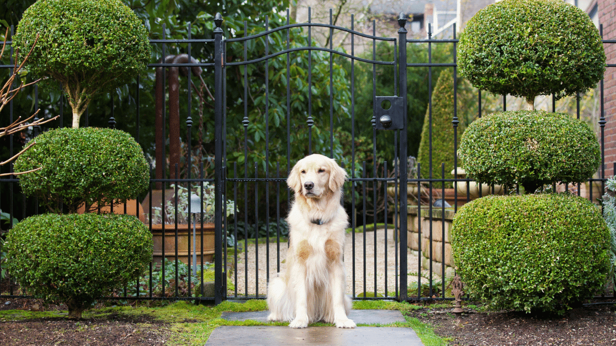 Best Dog Fences to Buy in 2025 — Approved By Experts