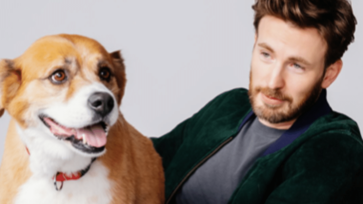 Chris Evans' Dog Dodger: Breed, Age, and More - DogTime