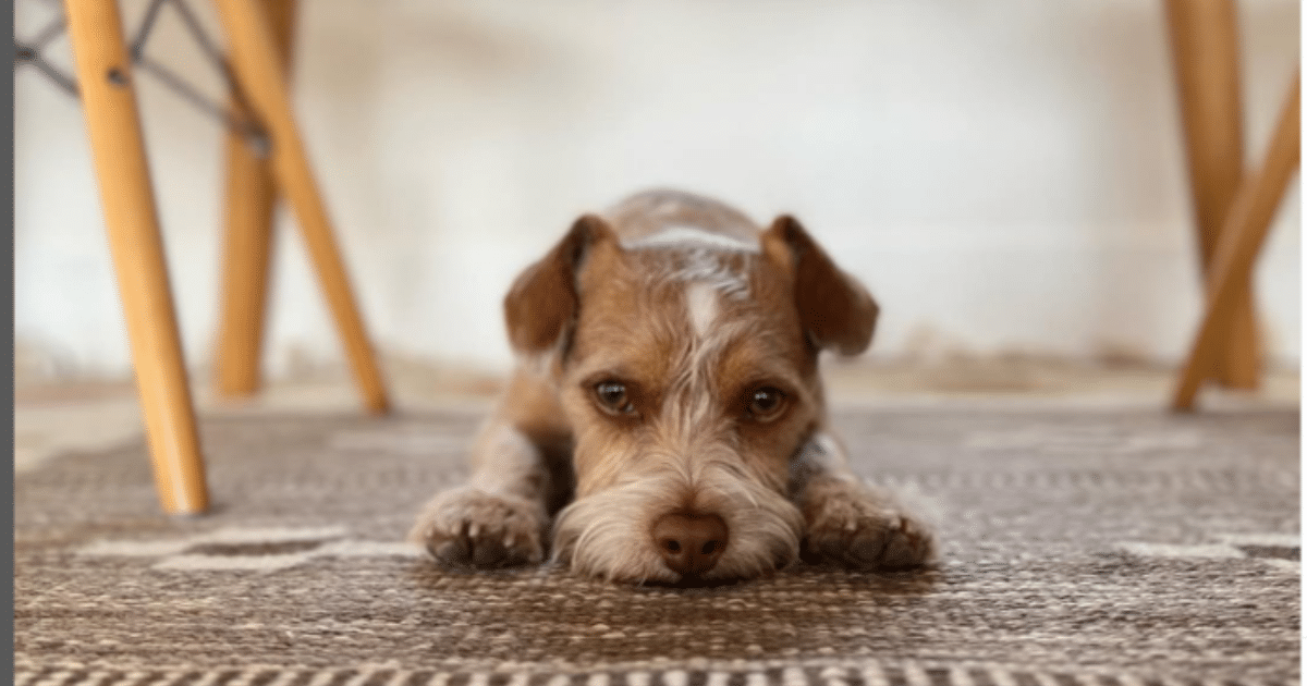 Lily Collins' Dog Redford: Breed, Age, and More - DogTime