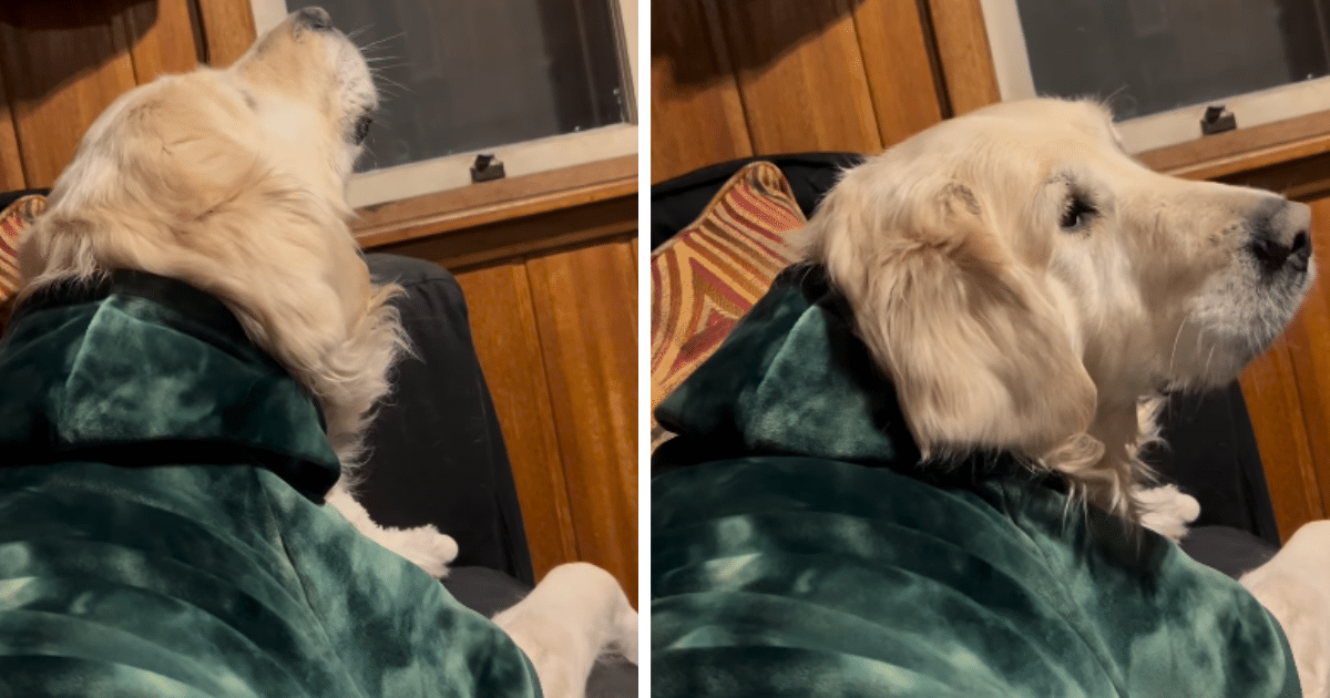 Video of Senior Dog Finding His Voice With a Rare Howl Is Moving - DogTime