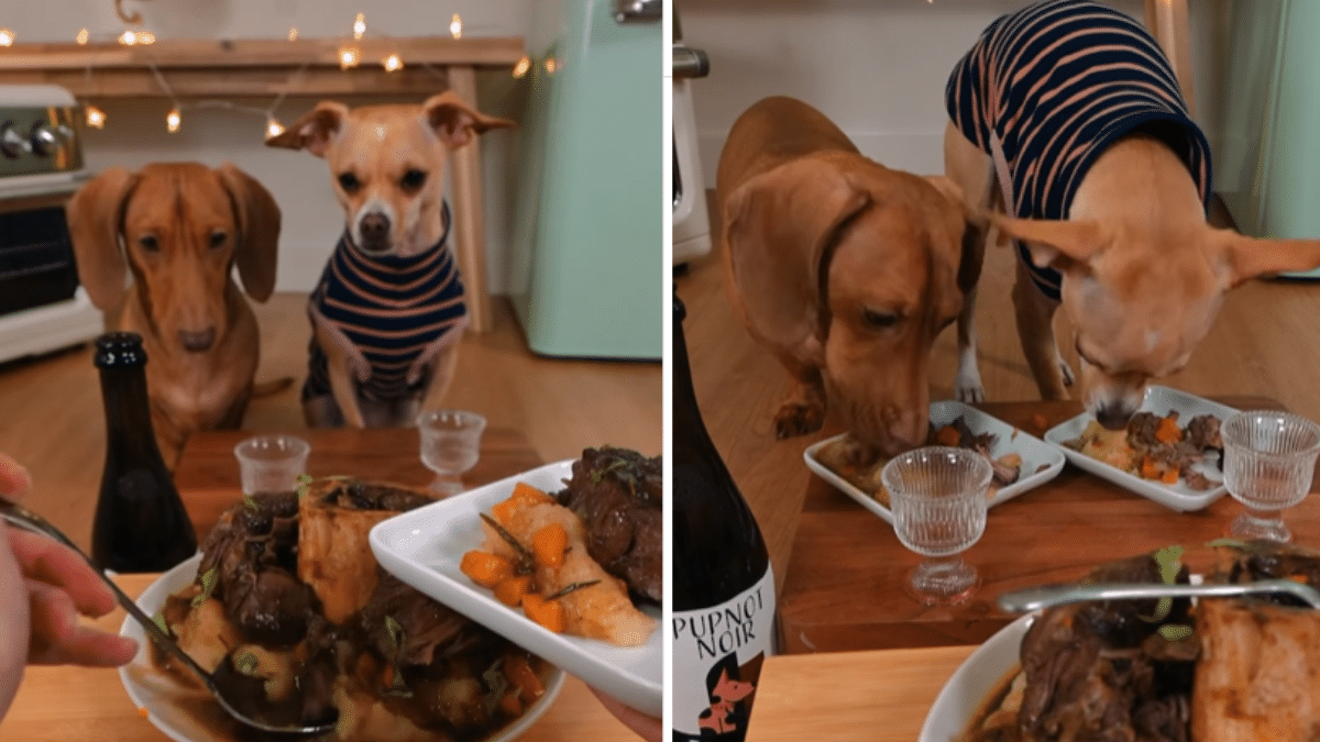 Video of Dogs With Their Own Refrigerator & Chef Sparks Hilarious ...